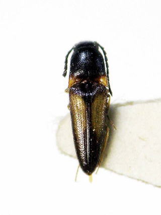 アマミニセツヤケシコメツキ Sawadapenthes amami amami