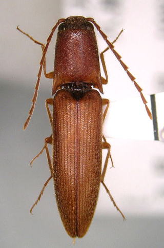 オオサメハダキコメツキ Xanthopenthes konoi