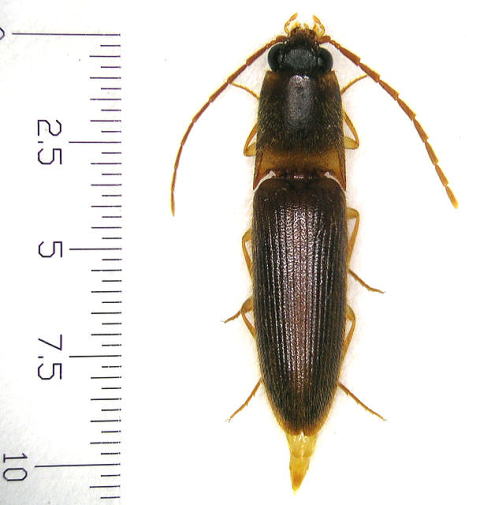 シロウズツヤケシコメツキ Megapenthes shirozui shirozui