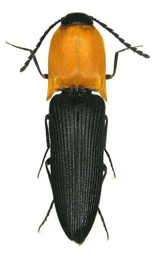 セキヒメツヤケシコメツキ Melanoxanthus sekii