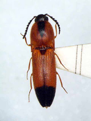 ツマグロキコメツキ（ツマグロヒメツヤケシコメツキ） Melanoxanthus melanocephalus