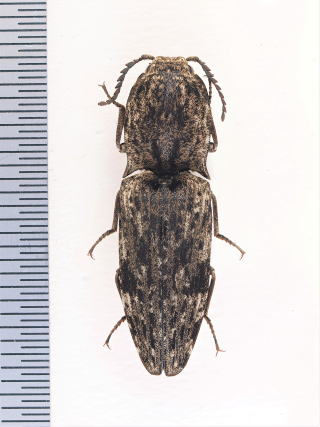 ウバタマコメツキ Cryptalaus berus