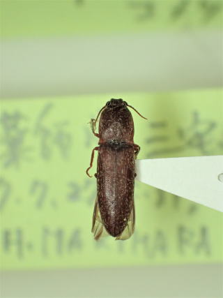 コガタノサビコメツキ Lacon (Lacon) parallelus parallelus