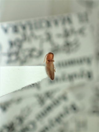 ナガオホソキコメツキ Agaripenthes nagaoi