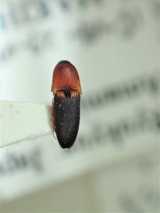 ムネアカマメツヤケシコメツキ Abelater shirozui