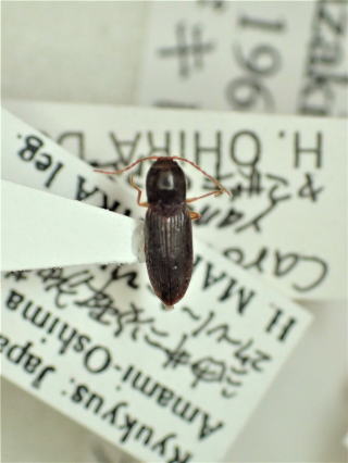 ヤマザキヒラアシハナコメツキ Cardiophorus yamazakii