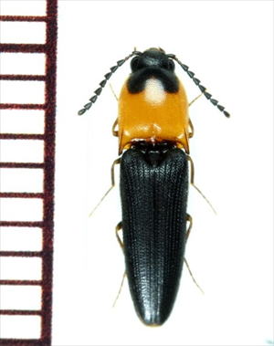 リュウキュウヒメツヤケシコメツキ Melanoxanthus doriae ryukyuensis