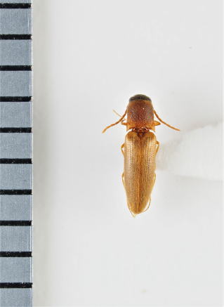 ヒメホソキコメツキ Agaripenthes helvolus