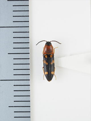 メスアカキマダラコメツキ Gamepenthes versipellis