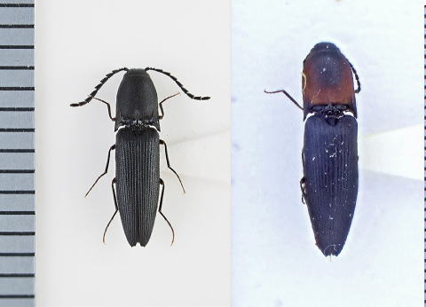 クロサワツヤケシコメツキ Megapenthes kurosawai